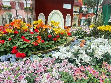 Lily Lilium Species And Hybrids
