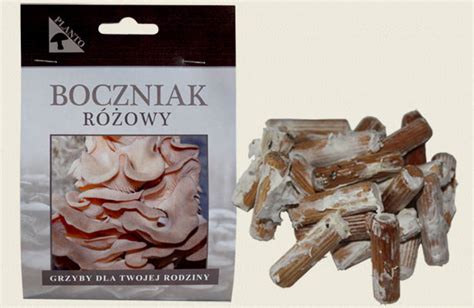 Boczniak różowy grzybnia na kołkach Planto uprawa grzybów