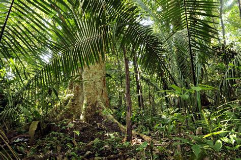 Países afirmam interesse em cooperação para conservação das florestas tropicais WWF Brasil