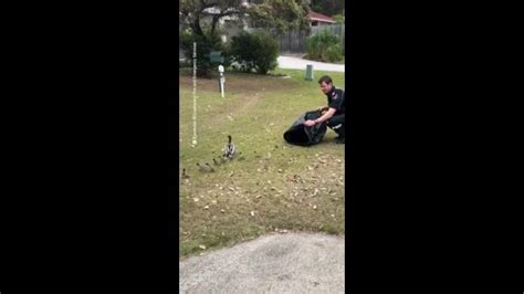 Ducklings Rescued From Down A Drain By Qld Firemen Au