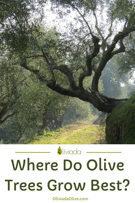 Growing Olive Trees Artofit