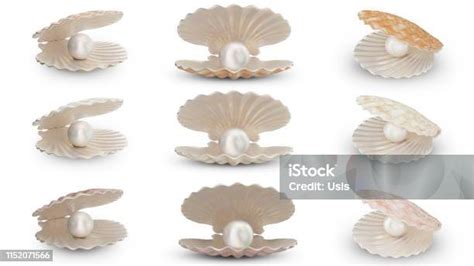 내부 진주와 바다 포탄의 집합입니다 컬렉션 보석 여성 쥬얼리 감아 구슬 배너 포스터 로고 세트 바다 포탄 빛나는 바다 진주 흰색