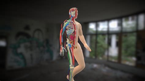 Animation Dissection Male Anatomy Systems Buy Royalty Free 3d Model