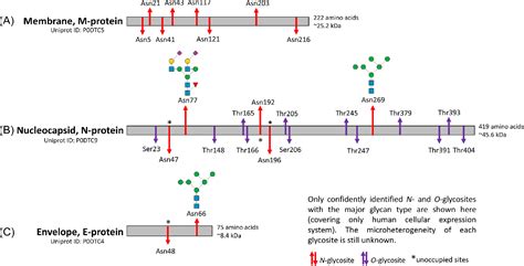 Figure 2 From Proteomics‐based Mass Spectrometry Profiling Of Sars‐cov