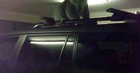 Koala Imgur
