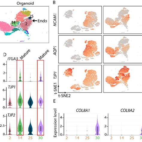 Corneal Endothelial Cell Lineages In Organoids A T Sne Download
