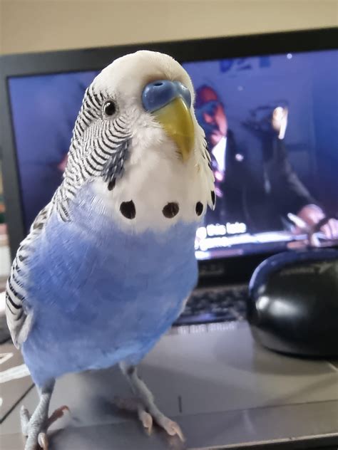 This Is My 16 Day Old English Budgie Give Him A Name Rbudgies