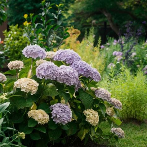 9 Common Problems With Hydrangeas And How To Fix Them Bluenose Blooms