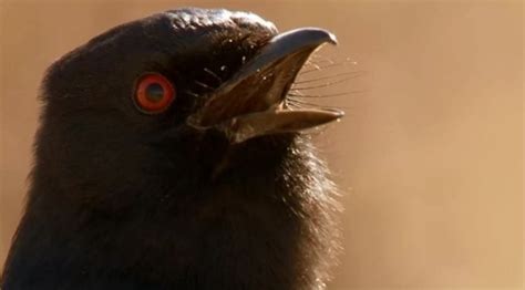 미어캣 능욕하는 까마귀