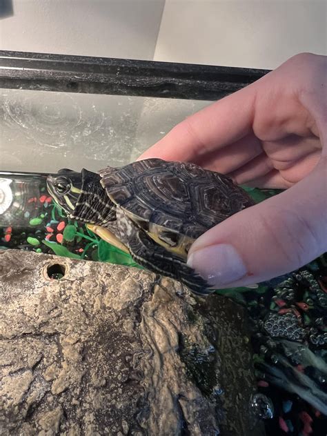 Can Anyone Tell Me About What Kind Of Turtle This Is Or The Sex Rturtle