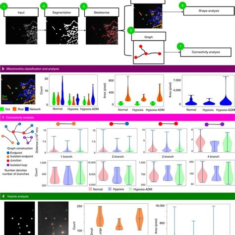 Automated Segmentation Applied To Derive Morphology Based Analytics Of