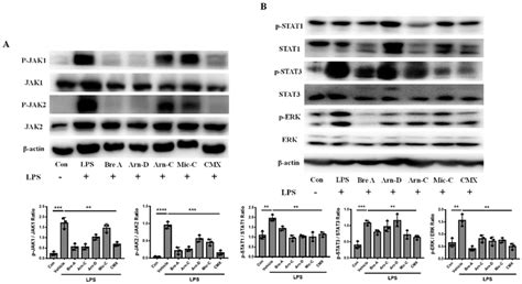 Cmx Suppresses Keratinocytes Chemokines Production Via Jak1 Stat1