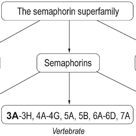 The Structure Of Semaphorin 3a And Its Receptors Nrp 1 And Class A