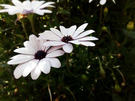 Ромашка с черной серединкой 70 фото