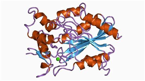 Lipase Et Lipasémie De Quoi Sagit Il