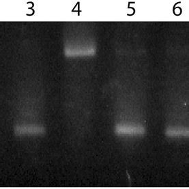 Larval Sex Identification Through Detection Of Lctra Sex Specific Download Scientific Diagram