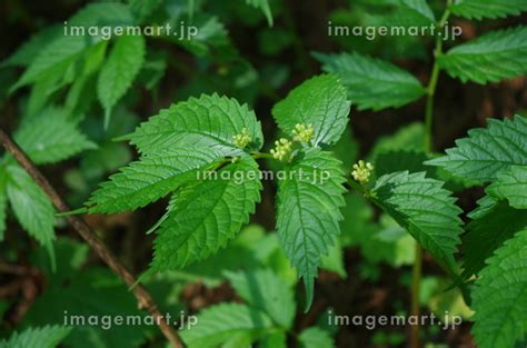 ウワバミソウの葉とつぼみの写真素材 220655095 イメージマート