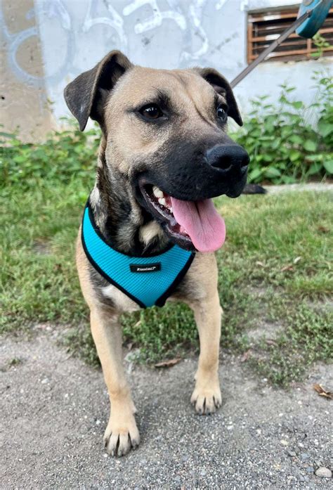 8 Month Outdated Feminine Cross Breed Accessible For Adoption
