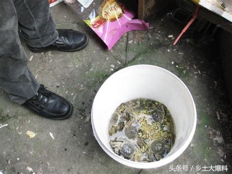 農村大哥在家自個做醉蟹，在大飯店都吃不到這麼美味 每日頭條