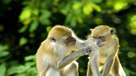 Le Scimmie Che Vivono In Ambienti Freddi Sono Più Socievoli