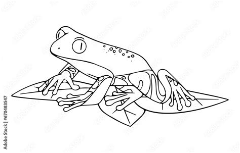 Outline Splendid Treefrog Rainforest Tree Frog Small Patterned Toad Sit On Leaf Funny Froggy