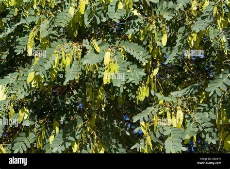Tree Tipuana Tipu Rose Wood Showing Leaves And Winged Seeds Stock