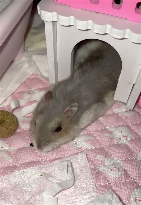 나른하게 녹는 햄스터떡🫠🥰 ️ Youtube