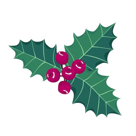 Branche De Gui De Noël Vecteur Vecteur Premium