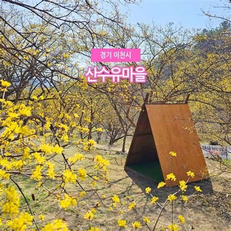 3월 경기도 가볼만한곳 이천 산수유마을 볼거리 산수유축제 꽃구경 실시간 개화현황 네이버 블로그