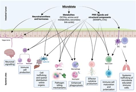 New Paper Long Distance Relationships Regulation Of Systemic Host