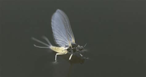 The 5 Best Trico Fly Patterns Full List