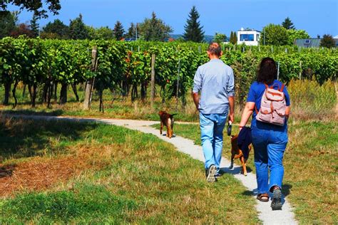 Gassi Gehen Mit Dem Hund Lizenzfreie Bilder Kostenloser Support