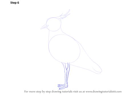 How To Draw A Lapwing Birds Step By Step