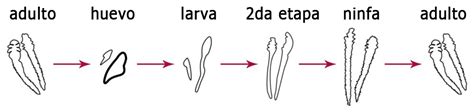 Más Sobre Mites Tratamiento Ungex Demodex Para ácaros Capilares