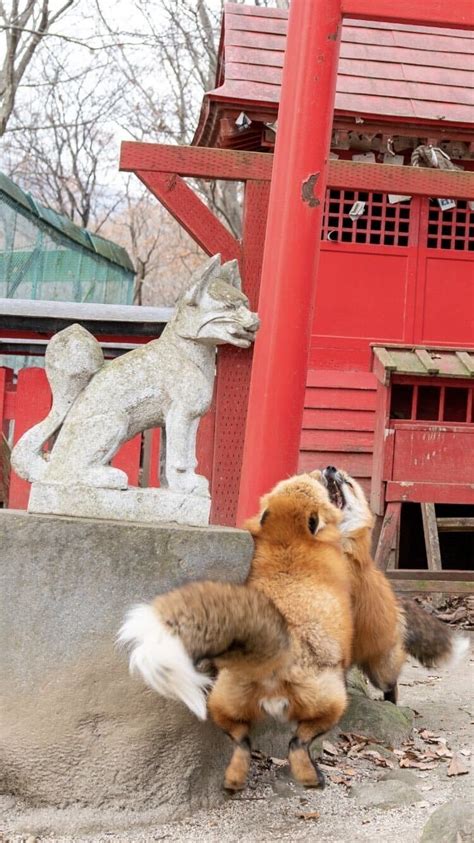 블루아카 신사 앞에서 싸우는 두 여우들 유머 게시판