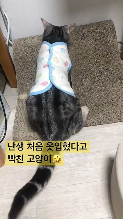 옷입혔다고 빡친 고양이🤣 냥튜브 고양이일상 냥집사 고양이쇼츠 고양이짤 고양이집사 고양이는완벽해 Catvideos