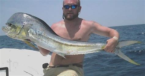 Dolphin Sex Imgur