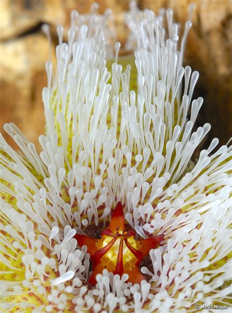 Stapelia glanduliflora flower | A macro photo of the corona … | Flickr