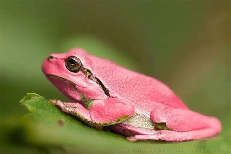 Pink Frogs