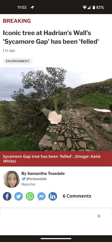 Sycamore Gap Tree Felled R Arborists