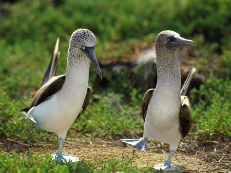Wanna See A Great Pair Of Boobies My Good Time Stories