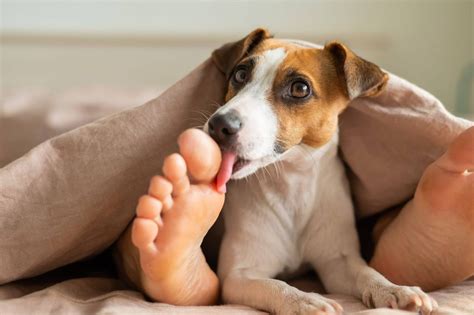 Pourquoi Mon Chien Me Lèche Les Pieds Chien Conseils
