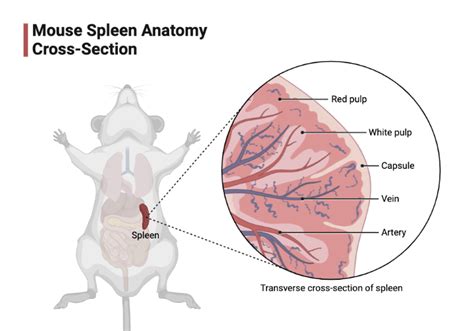 Mouse Spleen Anatomy Cross Section Biorender Science Templates