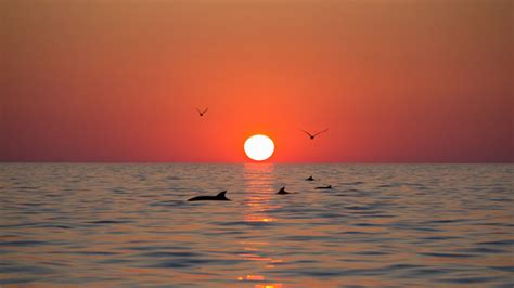 Kroa Bilder Bläddra Bland 843 Stockfoton Vektorer Och Videor Adobe Stock