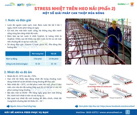 Stress NhiỆt TrÊn Heo NÁi Anova Feed Nhà Cung Cấp Thức ăn Chăn Nuôi