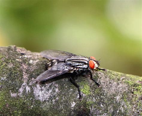 Common Flesh Flies in July by Ahmed Mujčinović iNaturalist