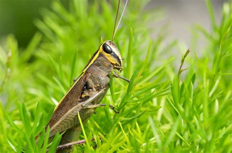 Grass Invader Stock Image Image Of Closeup Macro Legs 11092907