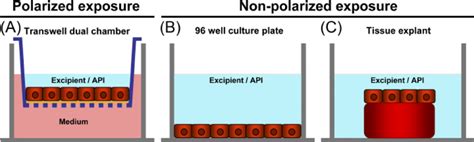 Schematic Representation Of The In Vitro Models Used To Evaluate The