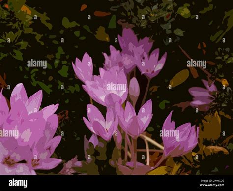 Illustration Of The Pink Flowering Cormous Herbaceous Perennial Colchicum Autumnale Or Gowri