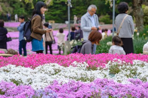 花のじゅうたんで芝桜を見てきたよ！4月中旬から5月中旬が見頃の癒しスポット さんだびより 三田がもっと楽しくなるwebメディア